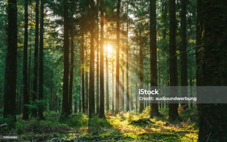 Zamiana lasu na użytek rolny - Agata Wysocka